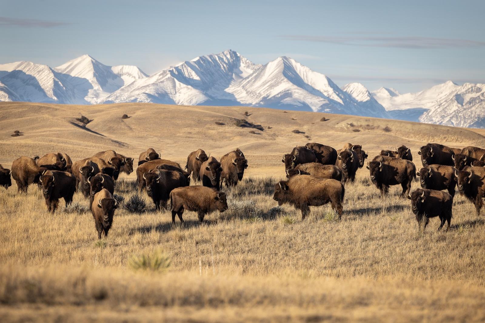 Montana : de Yellowstone à Big Sky, immersion hivernale au cœur de l ...