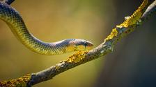 7 races de serpents domestiques de petite taille pour son terrarium