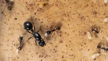 Ce que l'on sait de la «fourmi électrique», qui s'installe en France