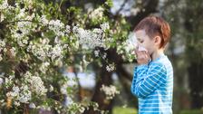 Allergie au pollen : 14 arbres à ne pas planter dans son jardin