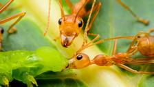 Ce que l'on sait de la «fourmi électrique», qui s'installe en France