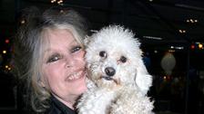 Brigitte Bardot, son mari Bernard d’Ormale reprend le flambeau après sa ...
