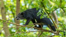 Le diable cornu (ou moloche) : un incroyable reptile australien