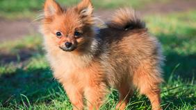 Faire empailler un animal de compagnie, est-ce légal