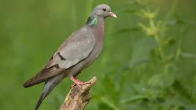 Pigeons : 5 astuces pour les faire fuir de votre balcon