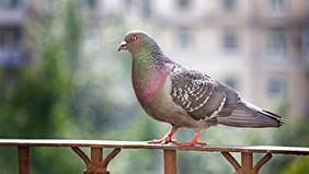 Biset ou ramier, mâle ou femelle : comment distinguer les pigeons