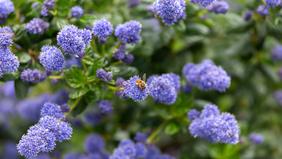 À Londres, l'orgueil retrouvé de Kew Garden