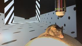 Mort-aux-rats : comment l’utiliser de façon efficace et sécurisée