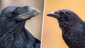 Faire empailler un animal de compagnie, est-ce légal