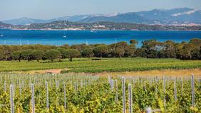 Provence : Guide des vins et des appellations