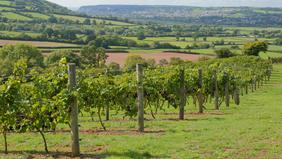 Qu'est-ce que le Xérès, ce grand vin si sous-côté