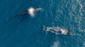 Les étonnantes similitudes entre le chant des baleines et le langage humain