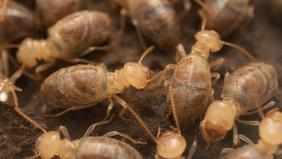 La fourmi panda, une dangereuse guêpe sans ailes