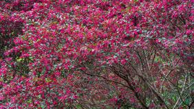Le salon «Jardins, jardin» fait campagne pour la ville