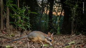 Le diable cornu (ou moloche) : un incroyable reptile australien