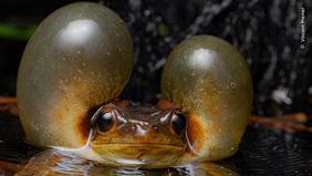 Le diable cornu (ou moloche) : un incroyable reptile australien