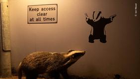 Le diable cornu (ou moloche) : un incroyable reptile australien