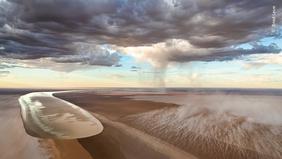 Le diable cornu (ou moloche) : un incroyable reptile australien