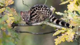 Connaissez-vous le chat-loutre, ce petit félin d'Amérique