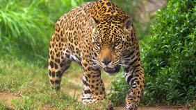 Connaissez-vous le chat-loutre, ce petit félin d'Amérique