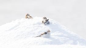L’énigmatique engoulevent oreillard : un oiseau aux allures de dragon