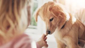 Faire empailler un animal de compagnie, est-ce légal