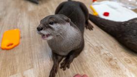Faire empailler un animal de compagnie, est-ce légal