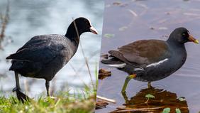 L’énigmatique engoulevent oreillard : un oiseau aux allures de dragon