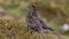 Le pygargue à tête blanche, un rapace impressionnant devenu symbole ...
