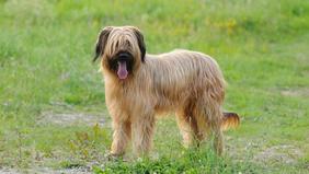 Découvrez 5 espèces de chiens sauvages