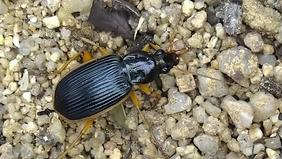 Le tigre du platane, un petit insecte piqueur qui affole les Parisiens