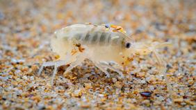 Puce de parquet, de lit, de sable ou de mer : quelles différences