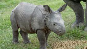 Le premier zoo sans animaux d’Europe va ouvrir ses portes le 9 septembre