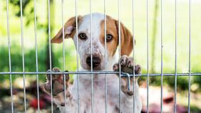 Faire empailler un animal de compagnie, est-ce légal