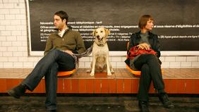 Le pygargue à tête blanche, un rapace impressionnant devenu symbole ...