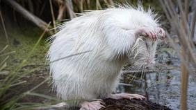 Le diable cornu (ou moloche) : un incroyable reptile australien