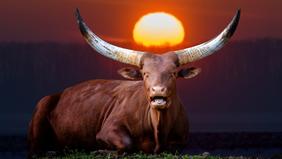 Le diable cornu (ou moloche) : un incroyable reptile australien