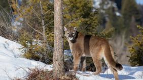 Le pygargue à tête blanche, un rapace impressionnant devenu symbole ...