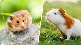 Faire empailler un animal de compagnie, est-ce légal