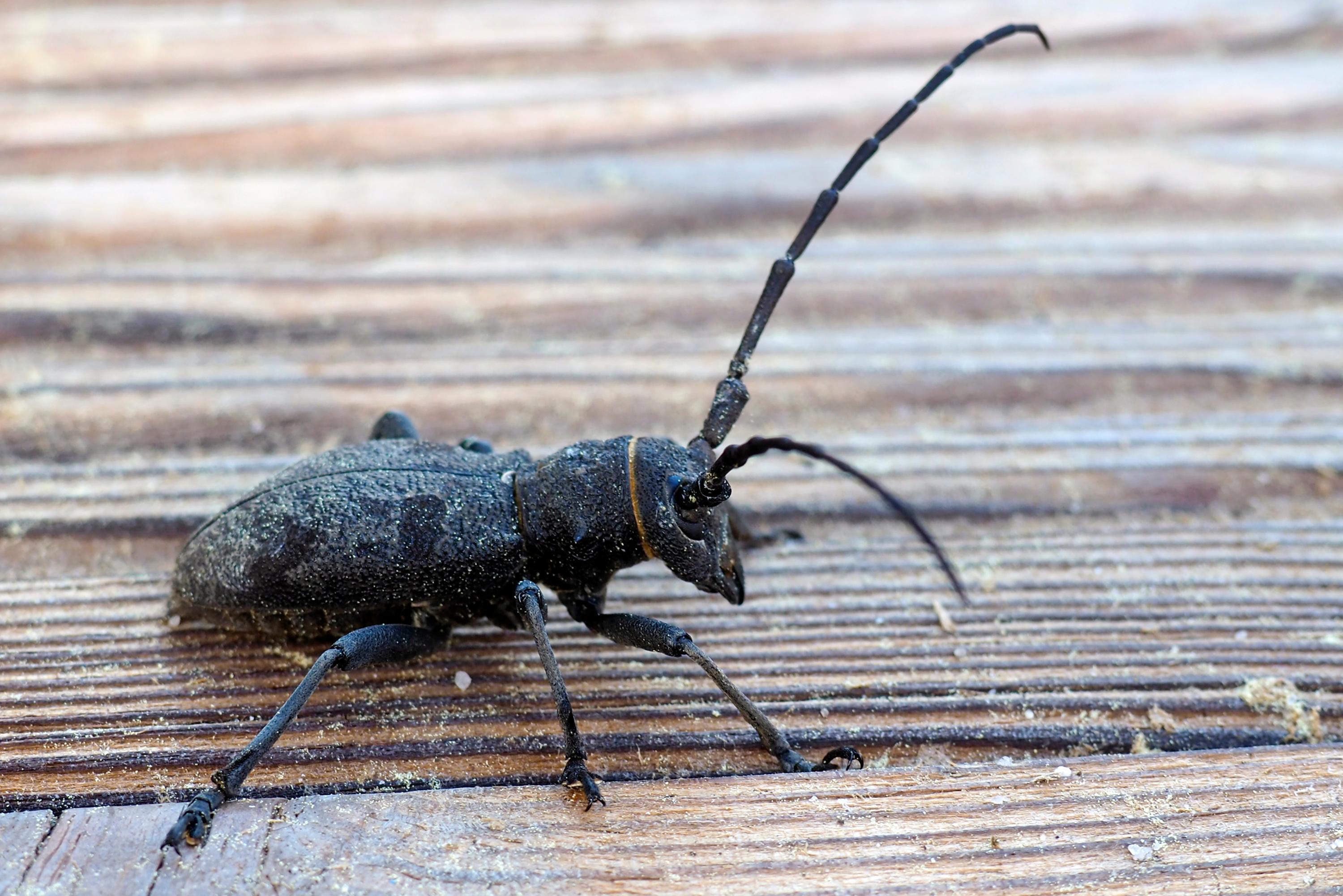 Traitement Capricorne Des Maisons | Ventana Blog