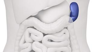 La rate : quelle est sa fonction pour l'organisme