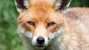 La rage : sa définition et son incubation chez l'Homme