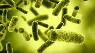 Peste : définition, symptômes et mode de transmission