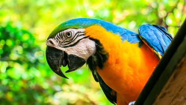 Actualité des animaux et conseils pour vos animaux de compagnie
