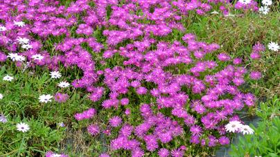 Plantes vivaces : tous nos conseils