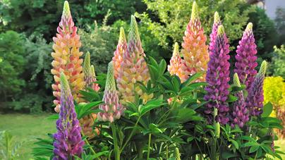 Plantes vivaces : tous nos conseils