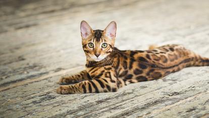 Les 5 races de chats les plus chers