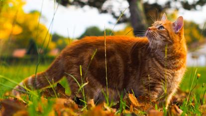 5 idées reçues sur les chats roux