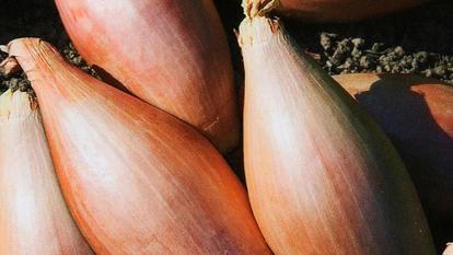 Échalion ou échalote : quelle est la différence