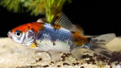 Quels poissons choisir pour un bassin extérieur